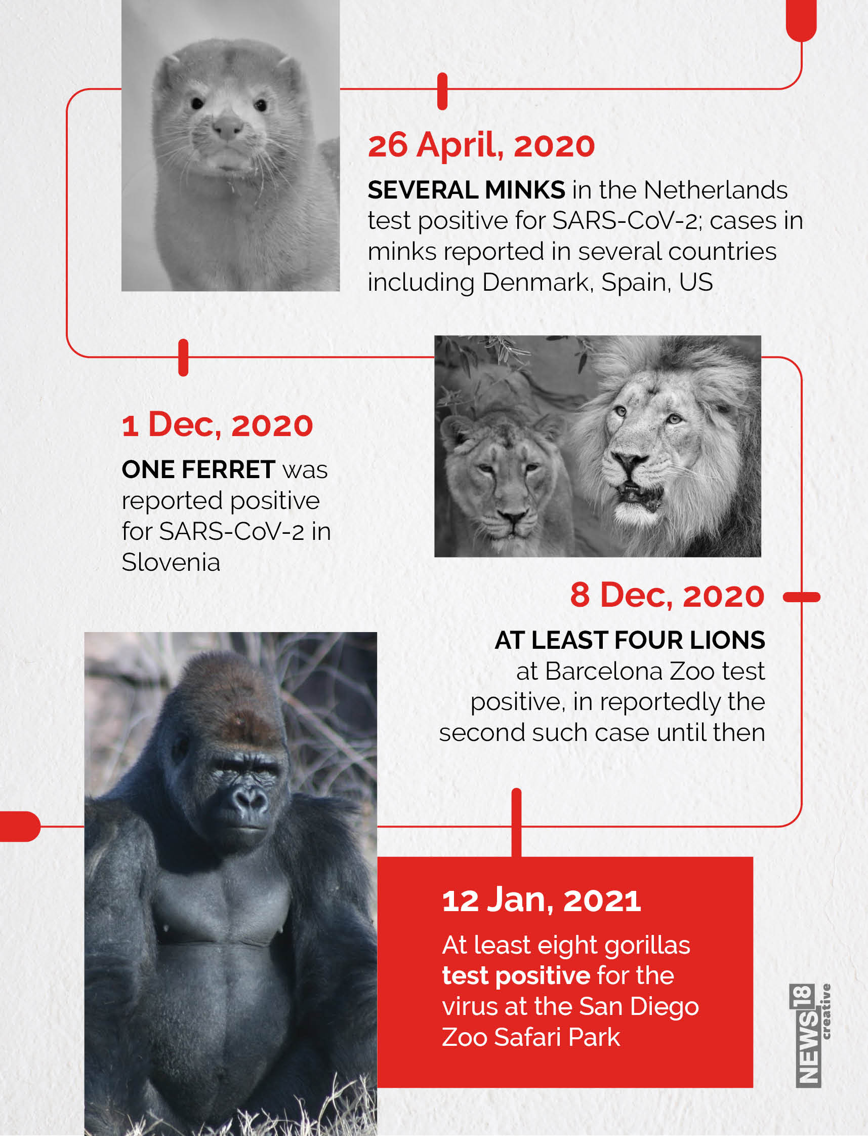 The Coronavirus Risk for Animals: Infection Threat, Social Distancing ...