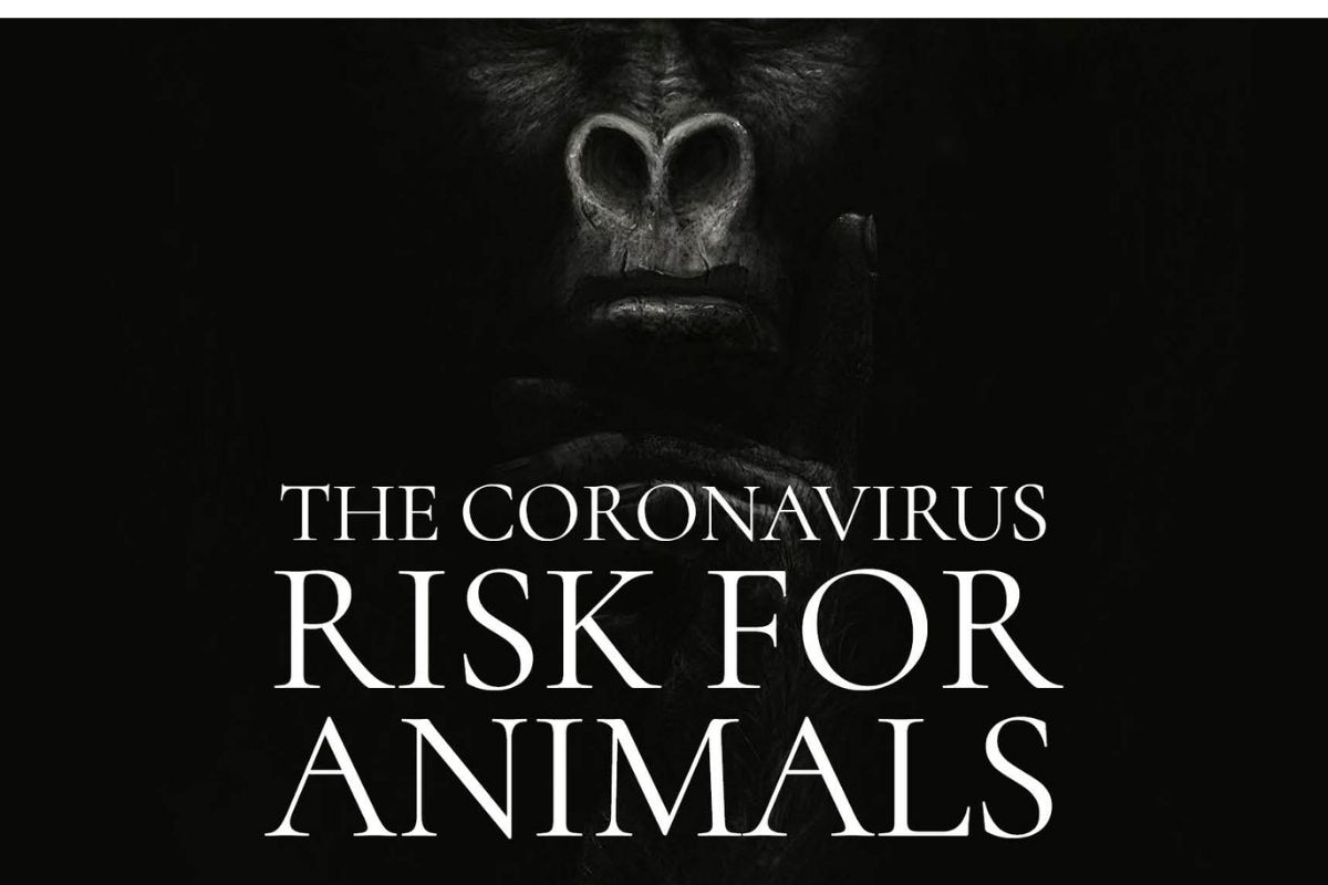 The Coronavirus Risk for Animals: Infection Threat, Social Distancing ...