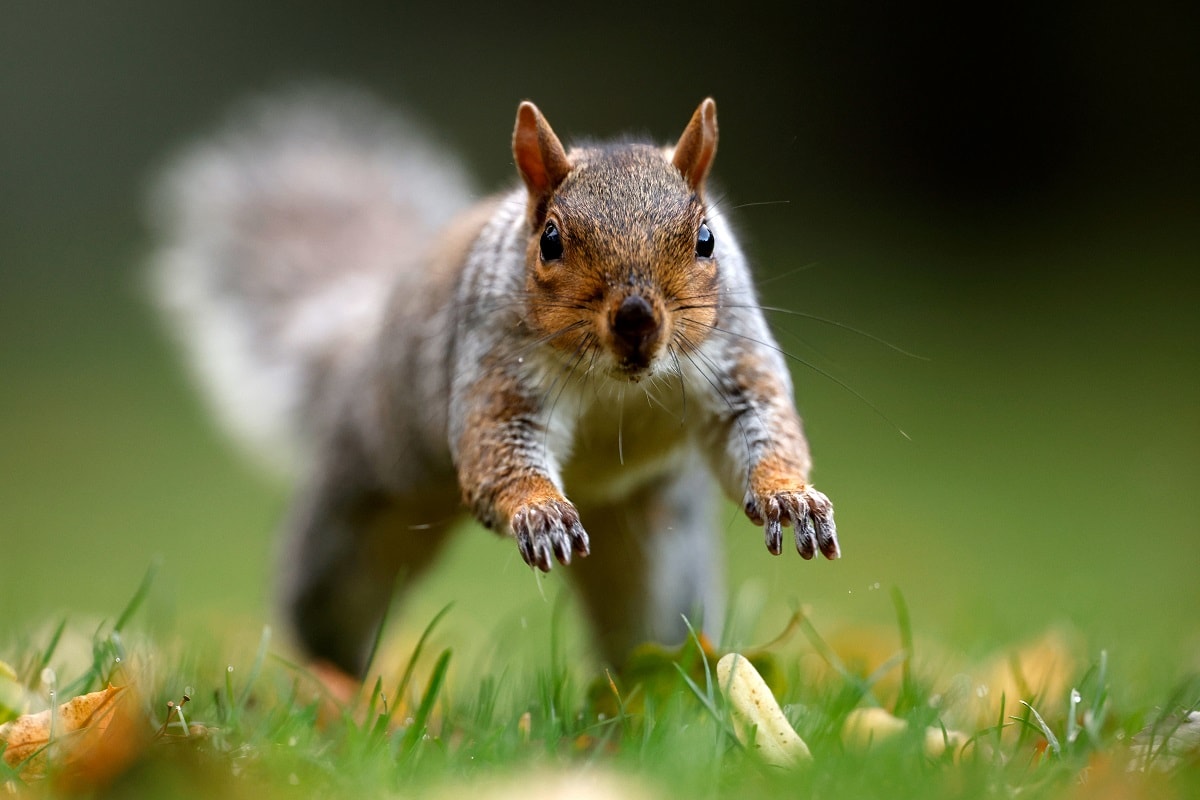 Woman Spots 'Ripped' Squirrel Outside Her Apartment But the Internet is ...