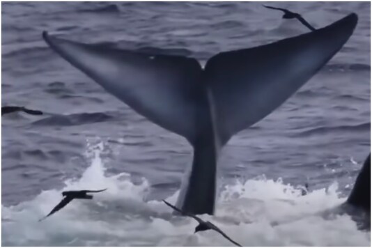 Viral Video Shows Terrifying Moment When 75 Orcas Attack and Kill Lone ...