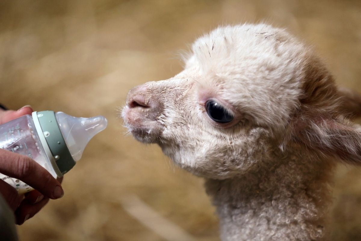 Orphaned and Disabled Baby Alpaca Gets New Lease of Life with Her Own ...