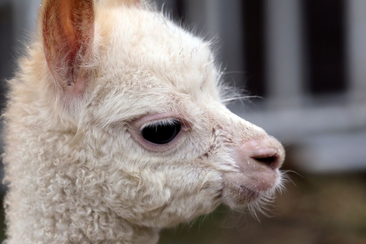 Orphaned and Disabled Baby Alpaca Gets New Lease of Life with Her Own ...