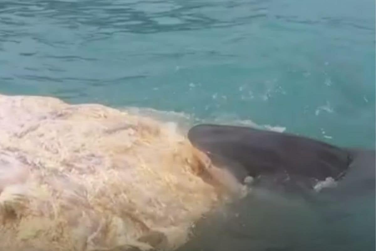Tiger Sharks Chomp Down on Whale Carcass that Washed Ashore in Hawaii
