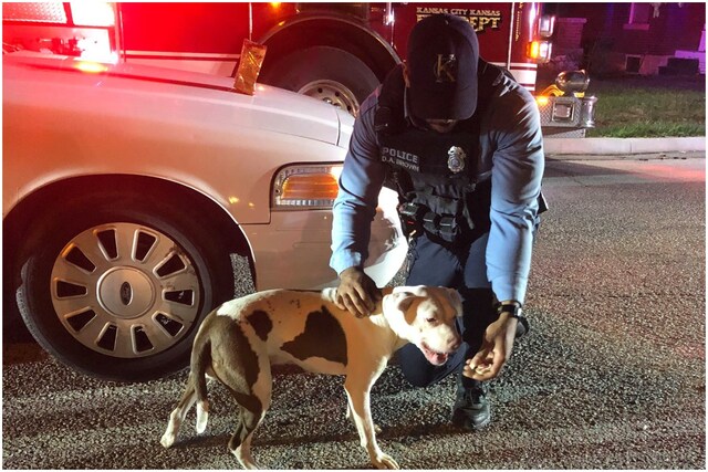 Quick-witted Pet Dog Saves Life of Human by Alerting Neighbours During ...