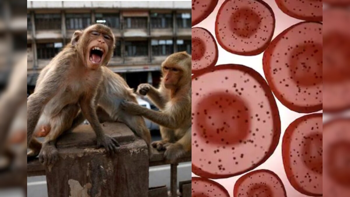 ‘Human Monkey’ Hybrid Created for Research Reignites Debate on Cross ...