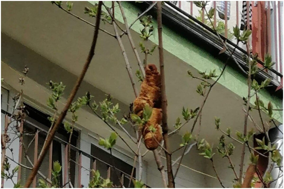 Mysterious ‘Headless Creature’ Spotted on Tree in Poland, Turns Out to ...