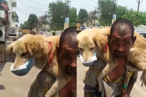 Viral Video of Poor Man Putting His Only Mask on Dog Leaves Internet ...