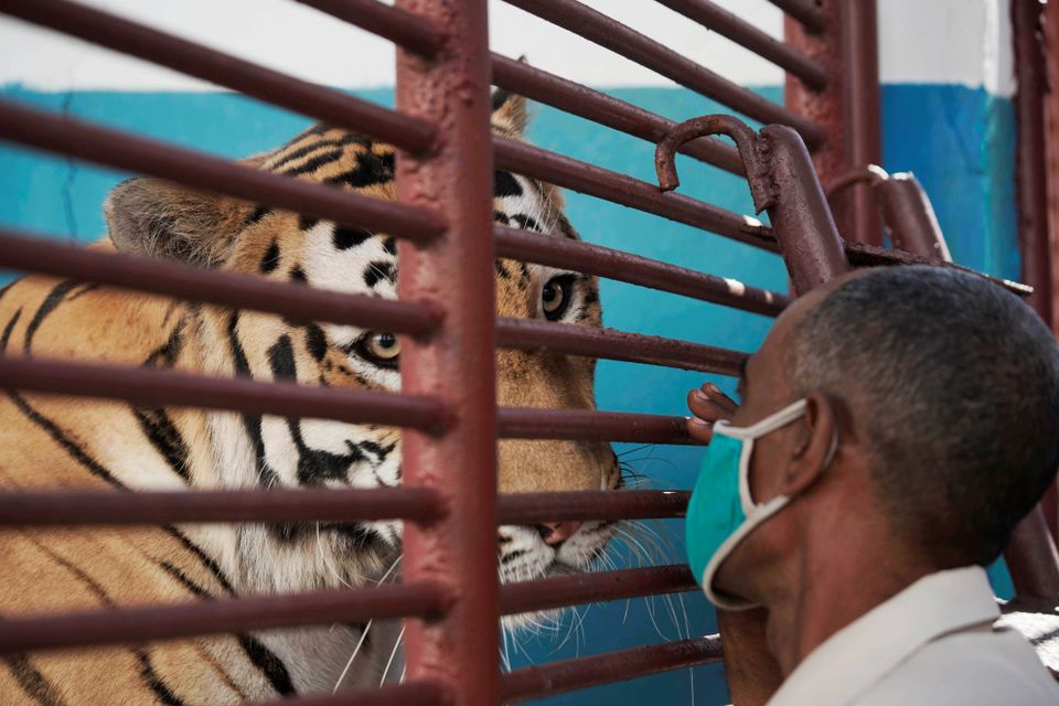 In Pics: Rare White Tiger Cub Born in Cuba's National Zoo - News18
