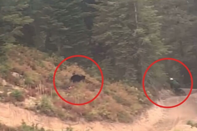 WATCH: Black Bear Chases Biker down the Mountain Roads in Montana ...
