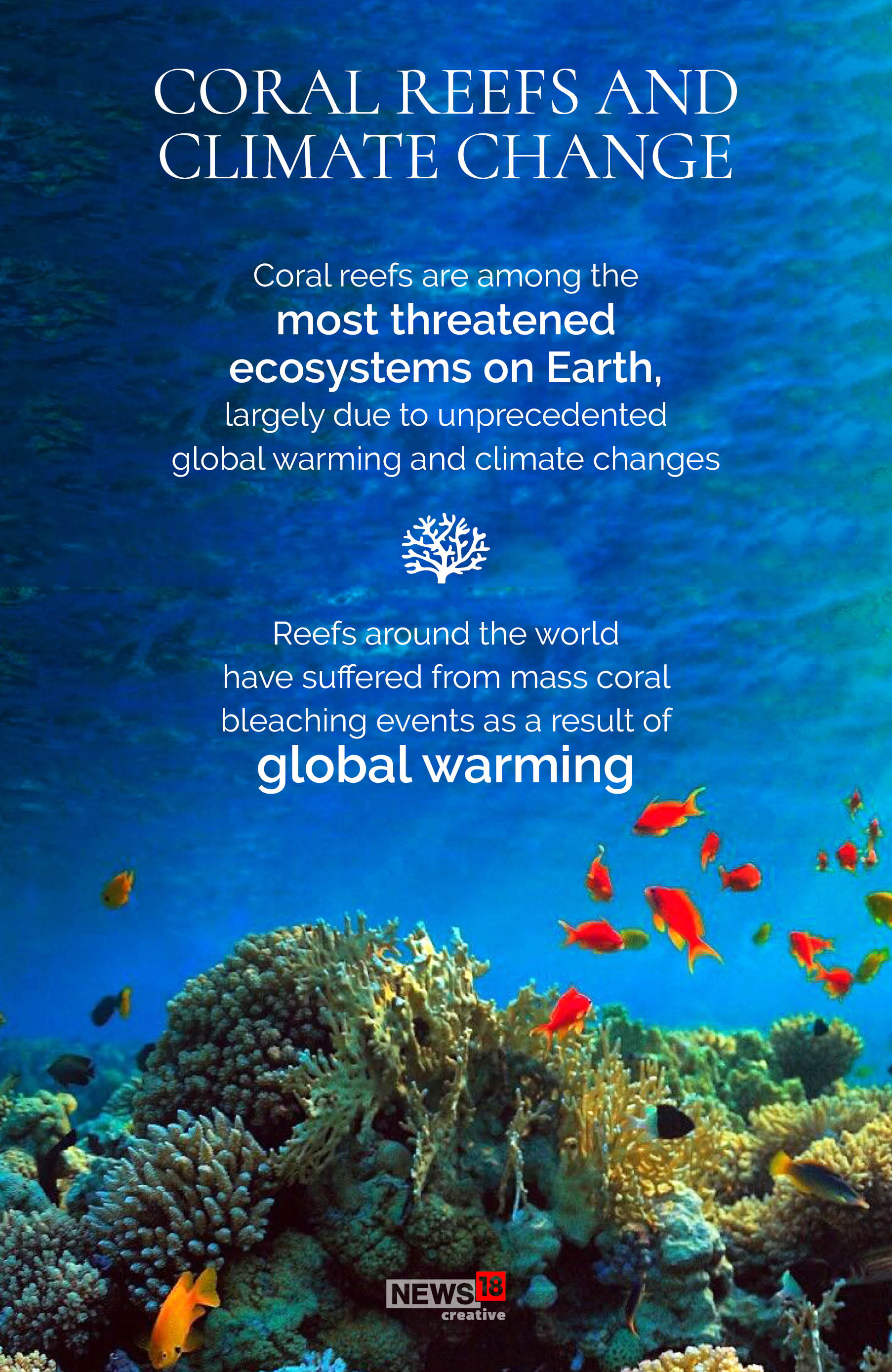 Earth Day: A Look at How Great Barrier Reef Corals Have More Than ...