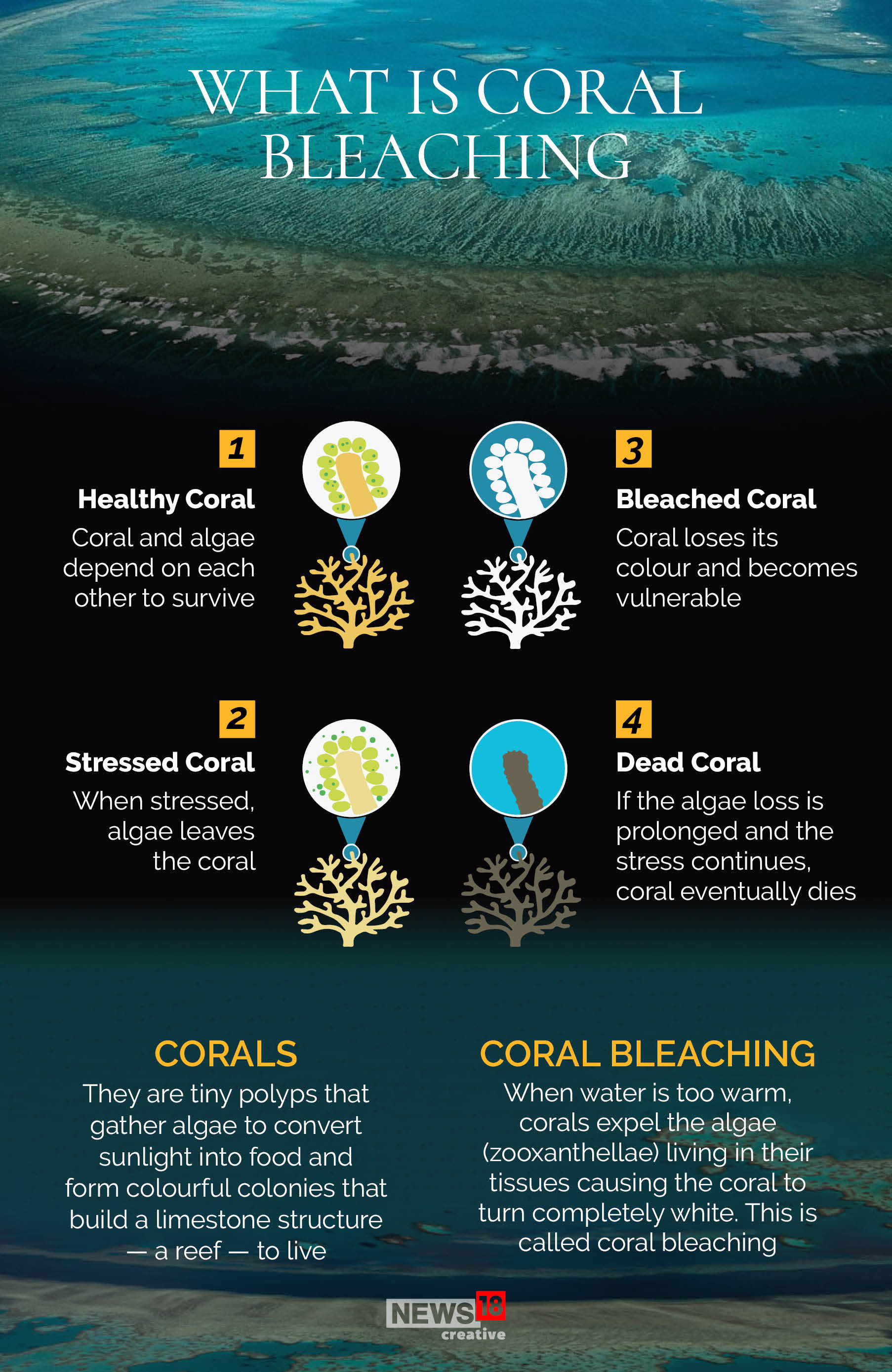 Earth Day: A Look at How Great Barrier Reef Corals Have More Than ...