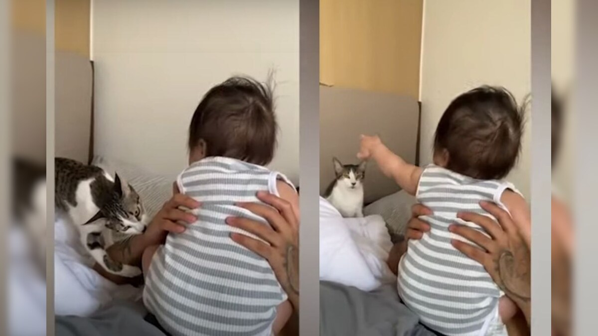 WATCH: Overprotective Pet Cat Bites Owner's Arms to Free His Crying ...