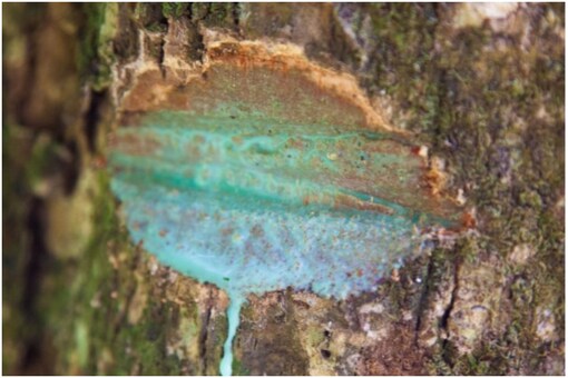 A Tree in the South Pacific is Bleeding Blue Latex High in Toxic Nickel ...