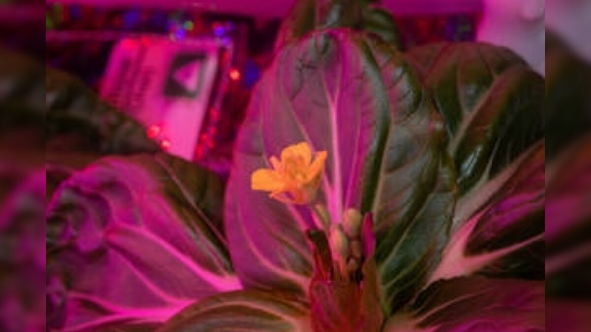 NASA Astronaut Successfully Harvests Two Plants in Space, Longest Leafy ...
