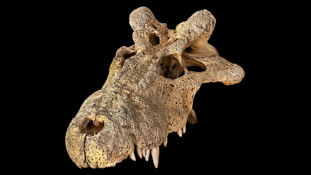 Horned Crocodile, an Extinct Species from Madagascar Has Earned Its ...