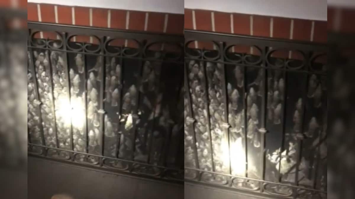 WATCH: Hundreds of Migratory Birds Found Trapped Inside California Home ...