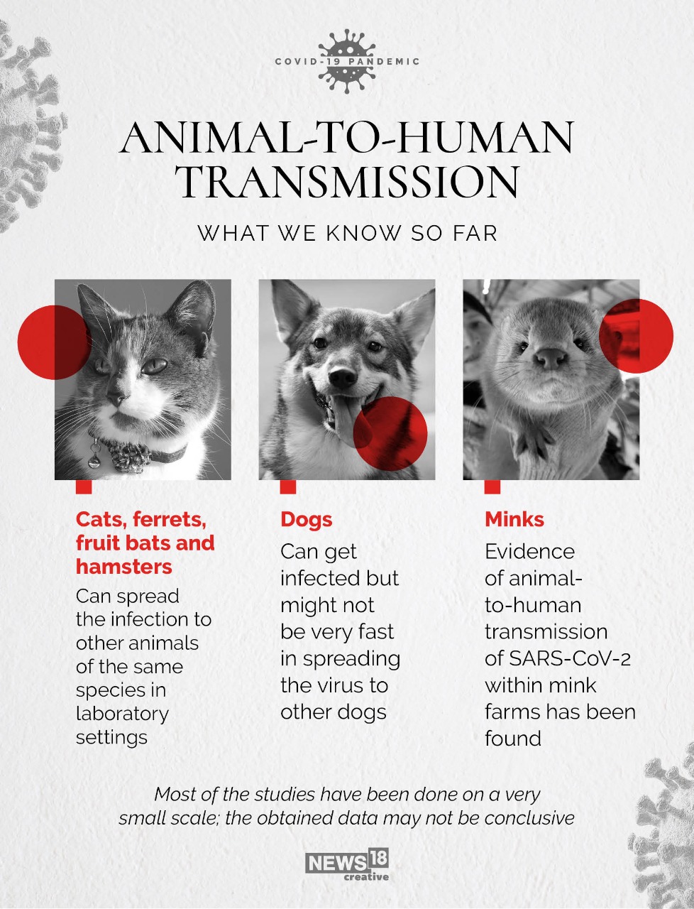 Covid-19 Risk for Animals: Here's How We Know About The Cause of ...