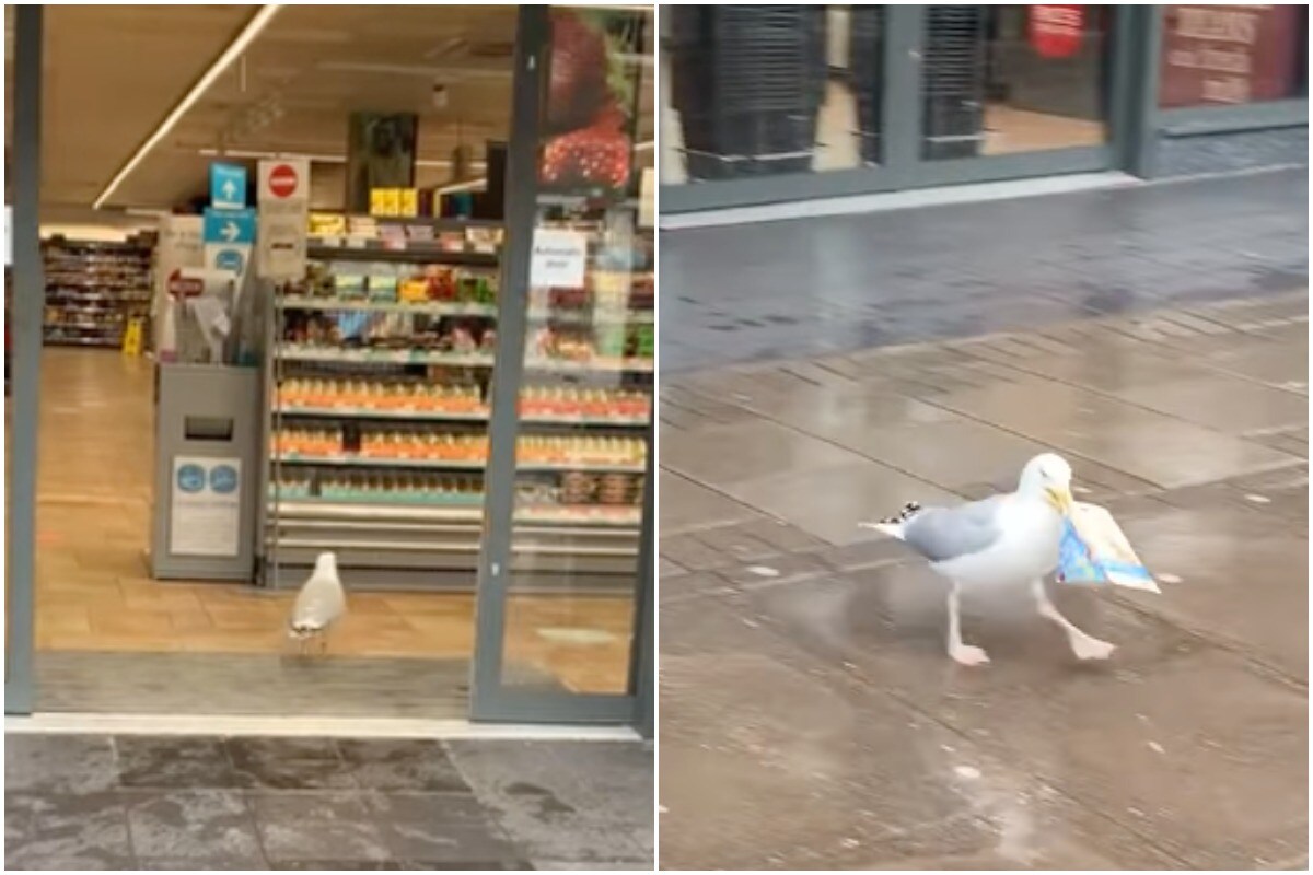 Sneaky Seagull Caught on Tape Smoothly Shoplifting Tuna Sandwich from ...
