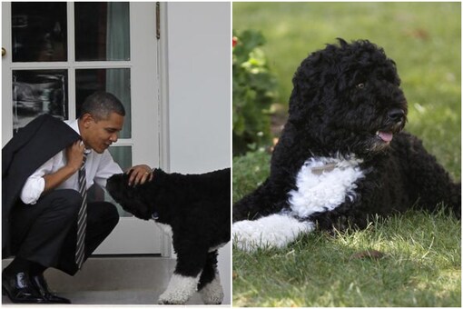 Barack Obama's Family Pet and Former 'First Dog' Bo Dies after Battling ...