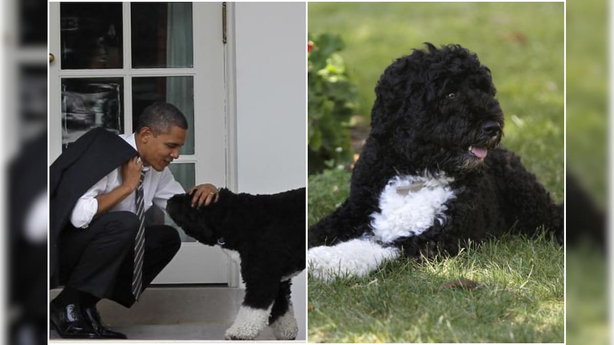 Barack Obama's Family Pet and Former 'First Dog' Bo Dies after Battling ...