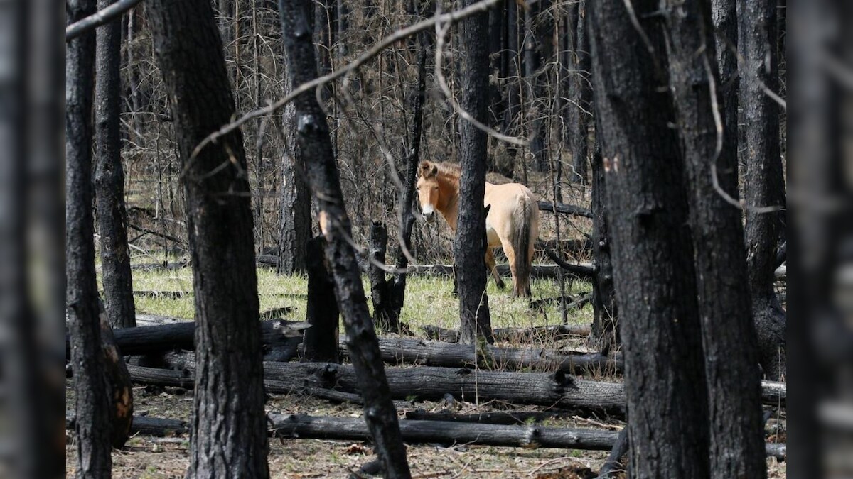 Three Decades After Chernobyl, Nature is Slowly Reclaiming Site of the ...