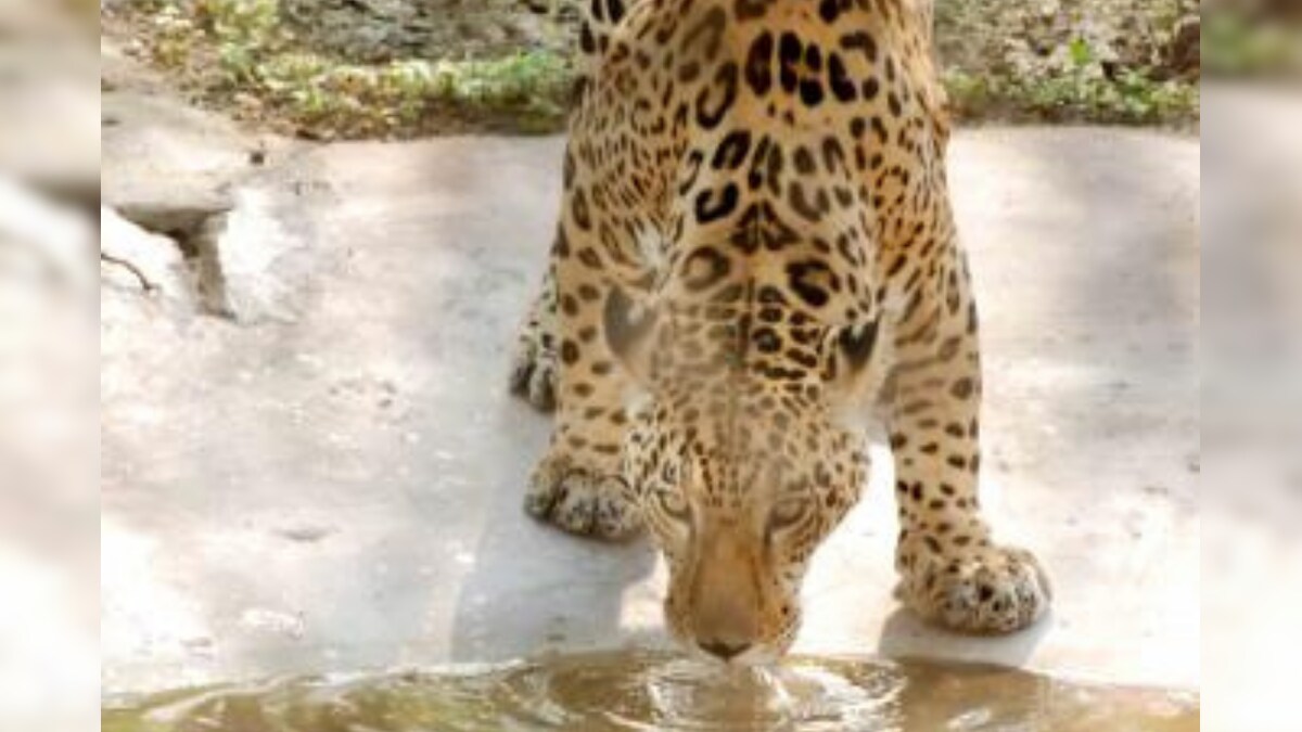 Scientists Plan to Reintroduce Jaguars that Went Extinct in America 50 ...