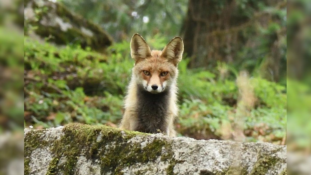 Rare Red Himalayan Fox Spotted in Uttarakhand Pithoragarh - News18