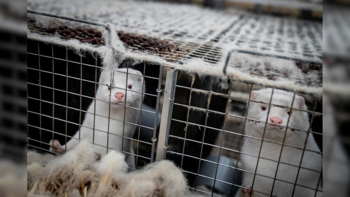 Denmark Begins Excavating 4 Million Decomposing Bodies of Mink to ...