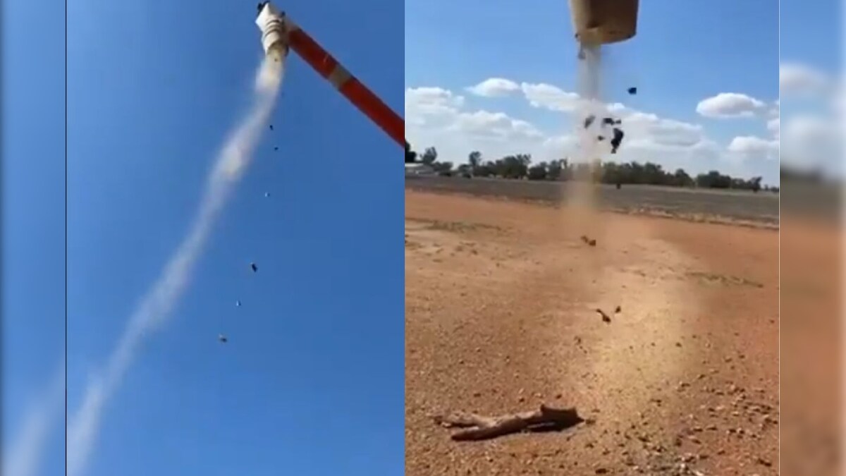 'It's Raining Rats, Hallelujah': Mice 'Rain From Sky' in Australia as ...