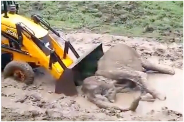 JCB ki Khudai: Elephant Stuck in Ditch Rescued Using Mud Excavator at ...