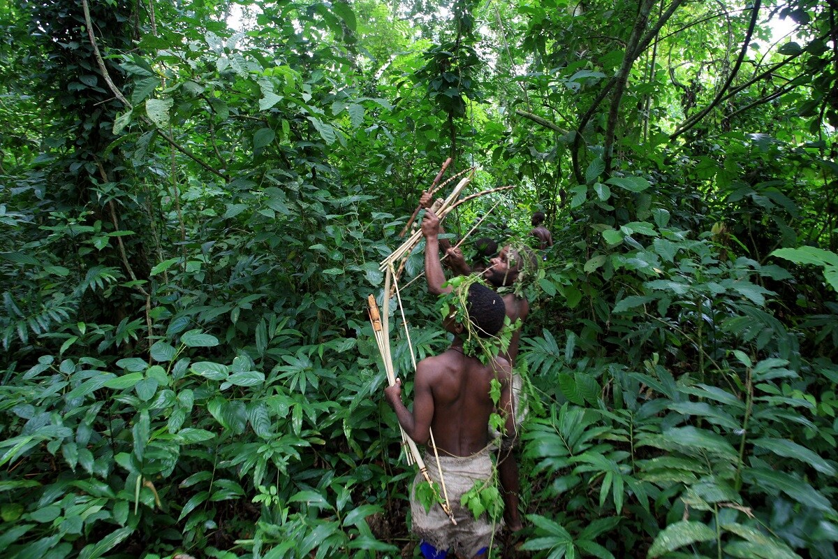 African Rainforests Useful in Slow Climate Change Despite Record Heat ...