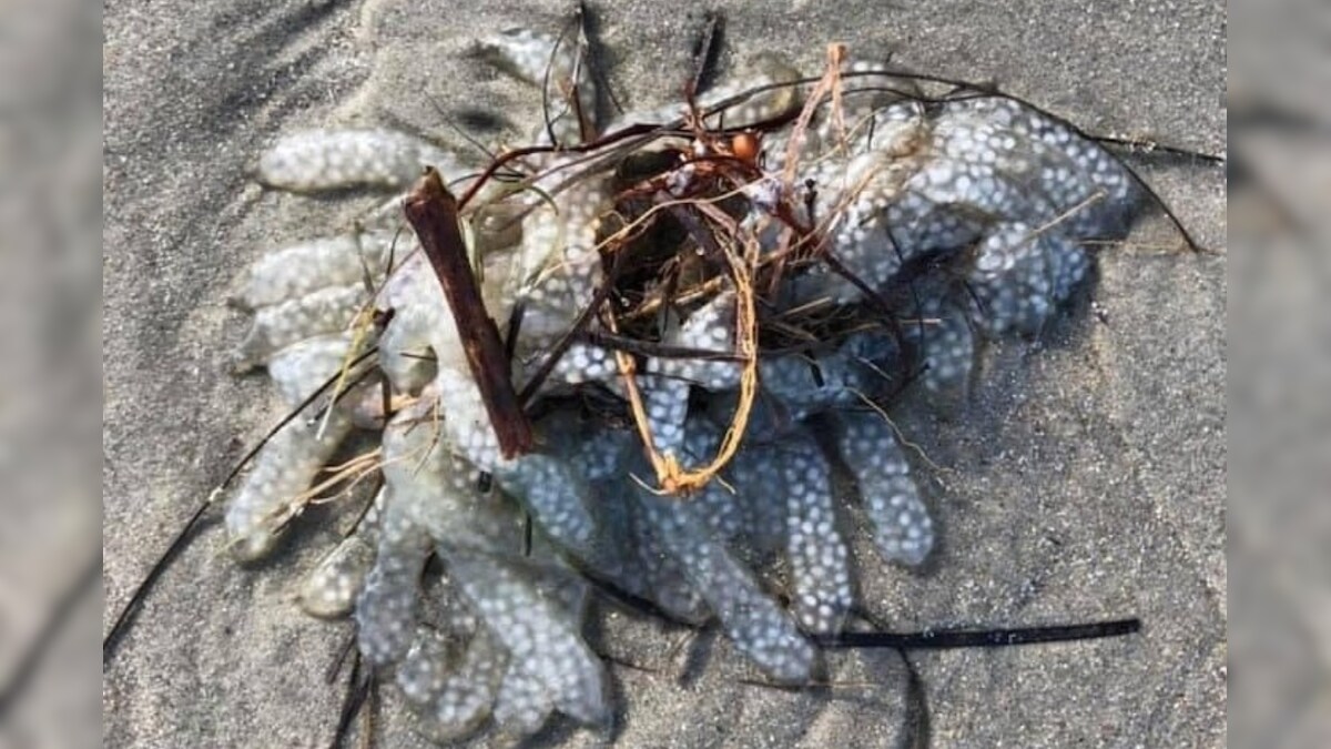 Alien or New Marine Species? Mysterious 'Blob' That Washed up on US ...