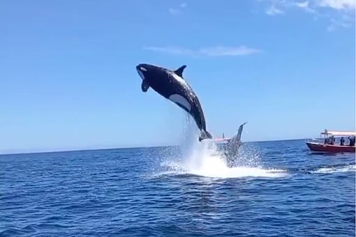 Watch: Viral Video Shows Orca Jumping 15 Feet Into the Air During ...