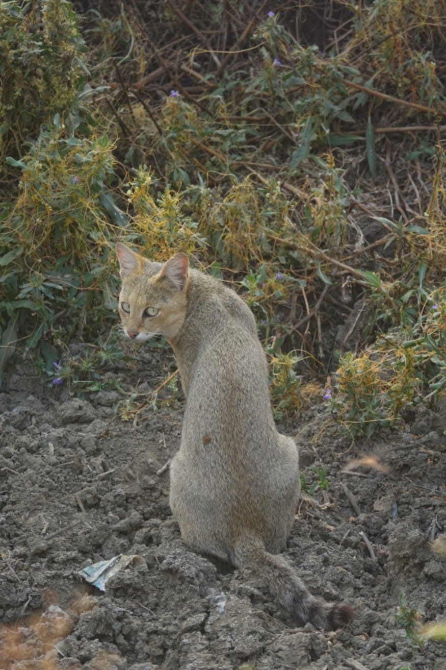 National Endangered Species Day 2021: Wildlife Photos from the Indian ...