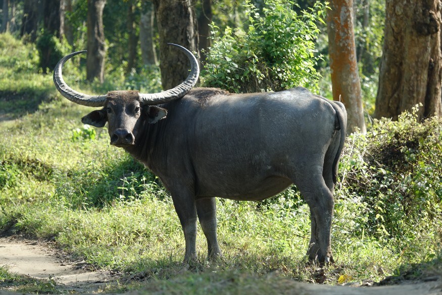 National Endangered Species Day 2021: Wildlife Photos from the Indian ...