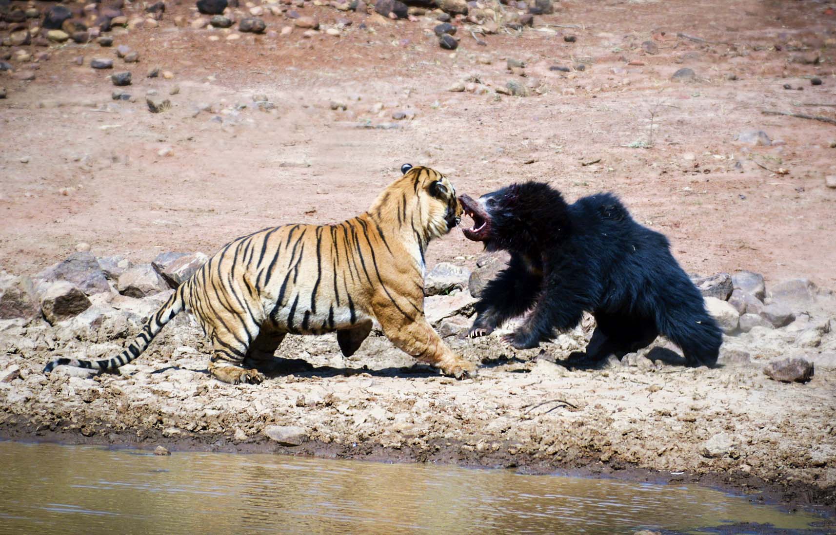 National Endangered Species Day 2021: Photos of Playful and Fighter ...