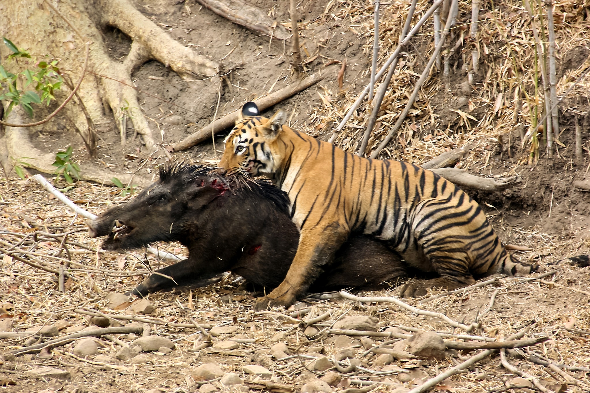 National Endangered Species Day 2021: Photos of Playful and Fighter ...