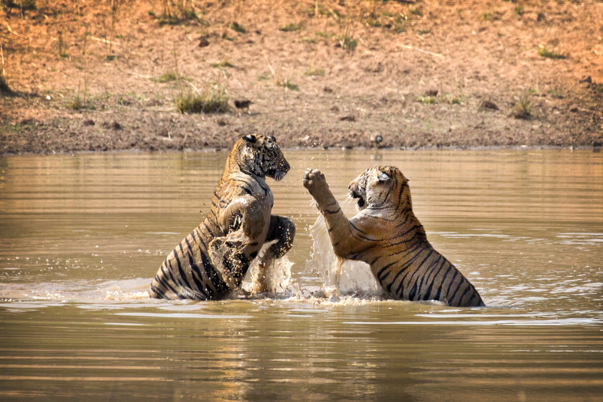 National Endangered Species Day 2021: Photos of Playful and Fighter ...