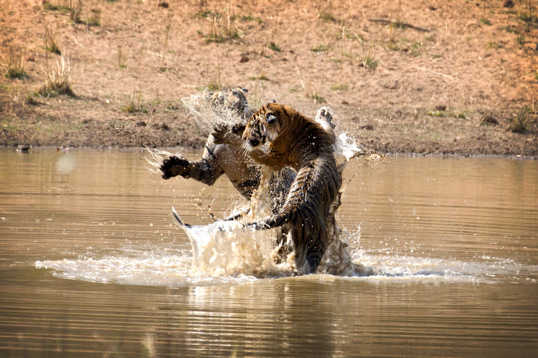 National Endangered Species Day 2021: Photos of Playful and Fighter ...