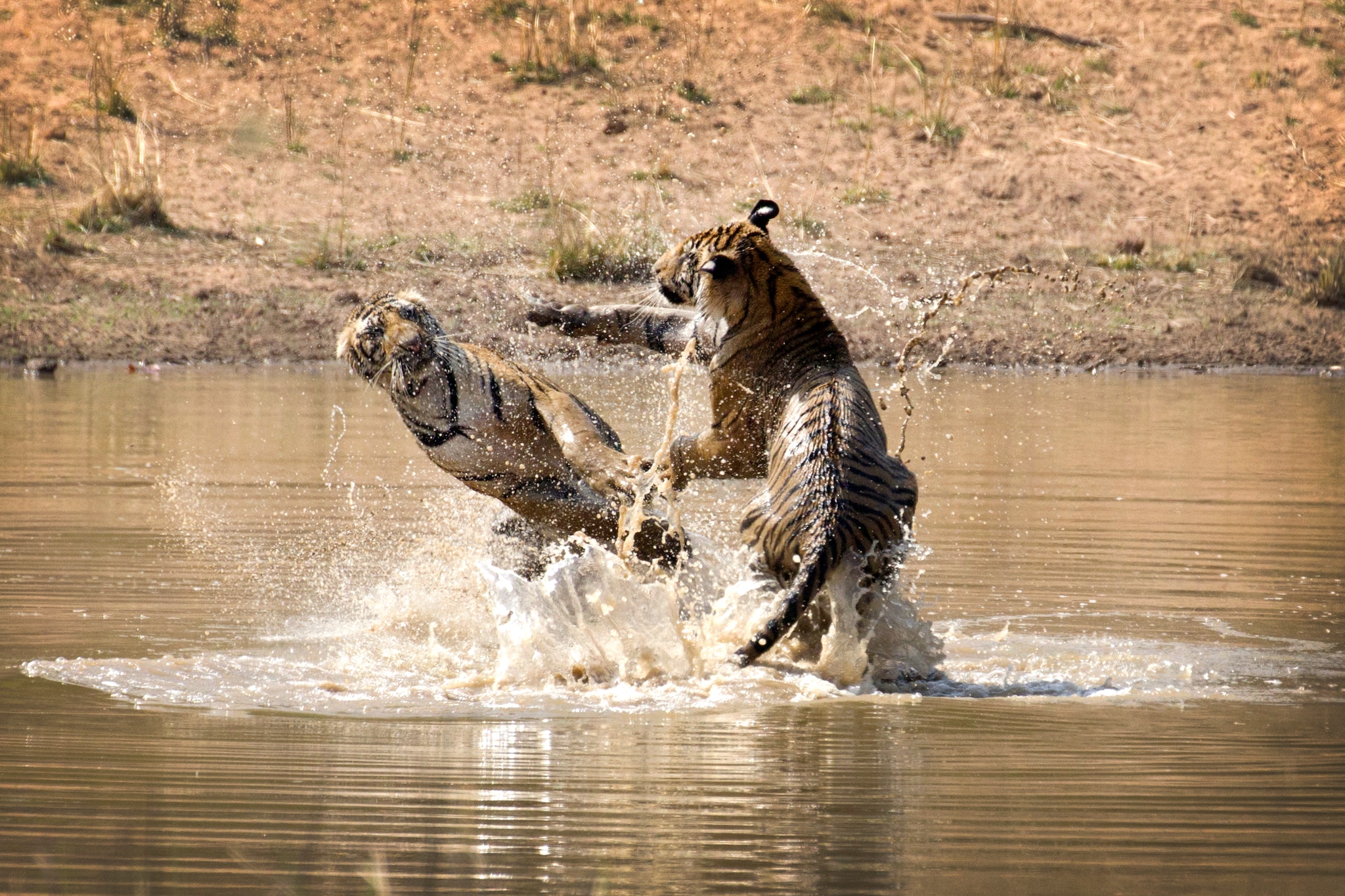 National Endangered Species Day 2021: Photos of Playful and Fighter ...