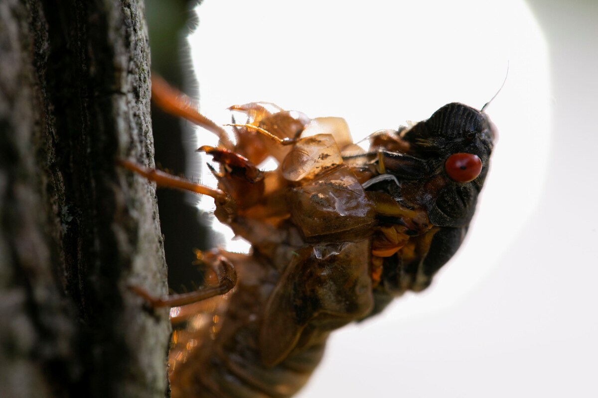 In Photos: Chorus of Red-eyed Cicadas are Digging Their Way Out after ...