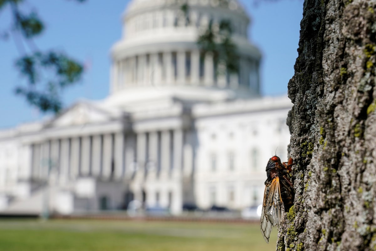 In Photos: Chorus of Red-eyed Cicadas are Digging Their Way Out after ...