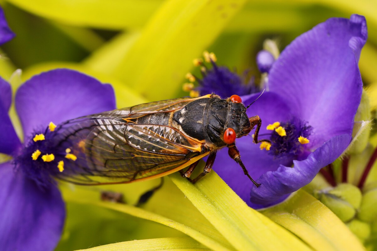 In Photos: Chorus of Red-eyed Cicadas are Digging Their Way Out after ...