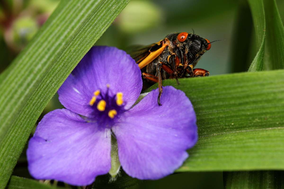 In Photos: Chorus of Red-eyed Cicadas are Digging Their Way Out after ...