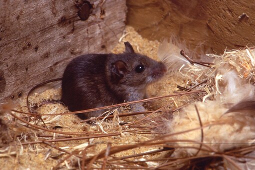 Mouse Believed to Have Gone Extinct 150 Years Ago Discovered in ...
