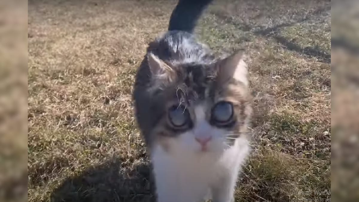 Pico, the Adorable Blind Kitty is Internet's Favourite Feline, Thanks ...