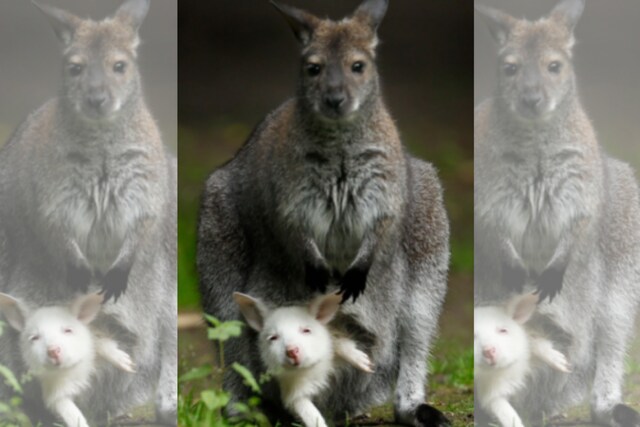 How Australia Managed to Bring the Endangered Wallaby Back from Brink ...