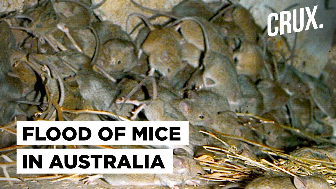 'Mice Rain' In Australia: Millions Of Mice Ravage Towns and Crops, Is ...