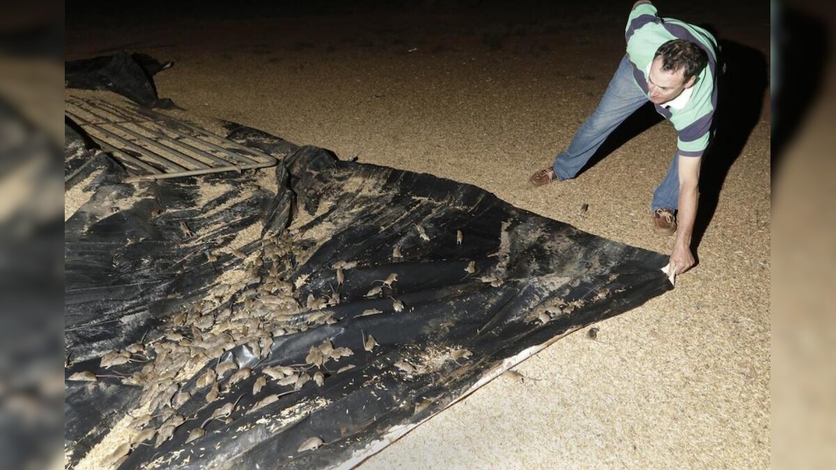 Pandemic Aside, a Plague of Destructive Rats Appear to Be Australia's ...