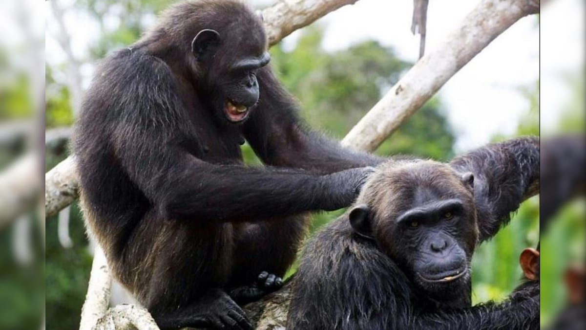 Chimpanzees Learnt 'Handshake' the Same Way Humans Did: Social Behavior ...